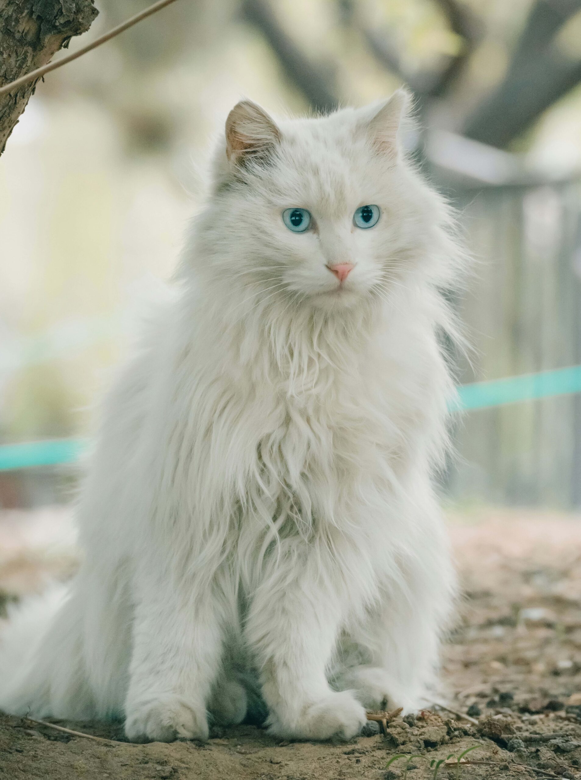 Gato de Angora