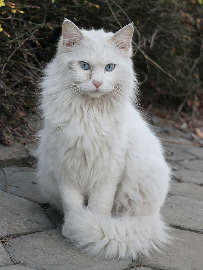 Los Gatos de Angora: Colores y Precios