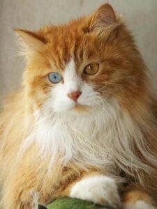 Los Gatos de Angora: Colores y Precios