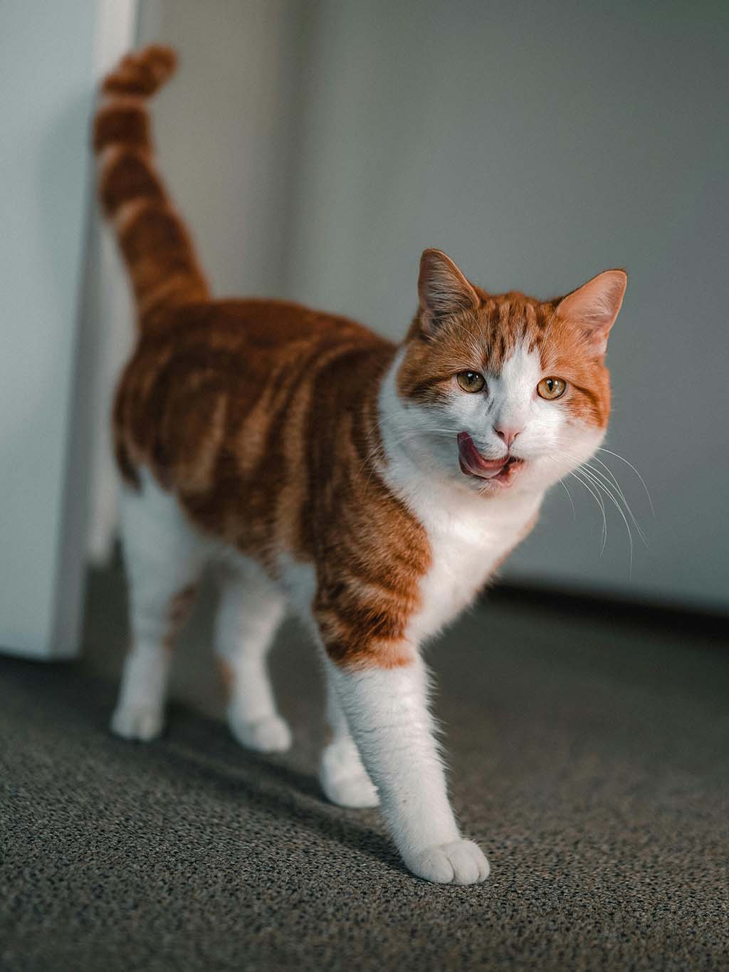 Churu para Gatos: Cuándo y Cuánto Darles